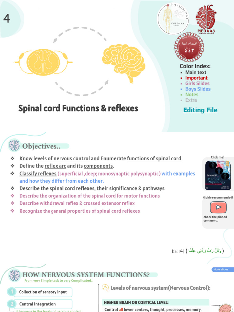 L4-Spinal Cord Functions & Reflexes | PDF | Motor Neuron | Neuron
