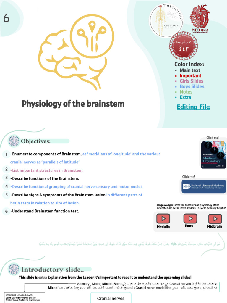 L6-Physiology of The Brainstem | PDF | Brainstem | Human Anatomy