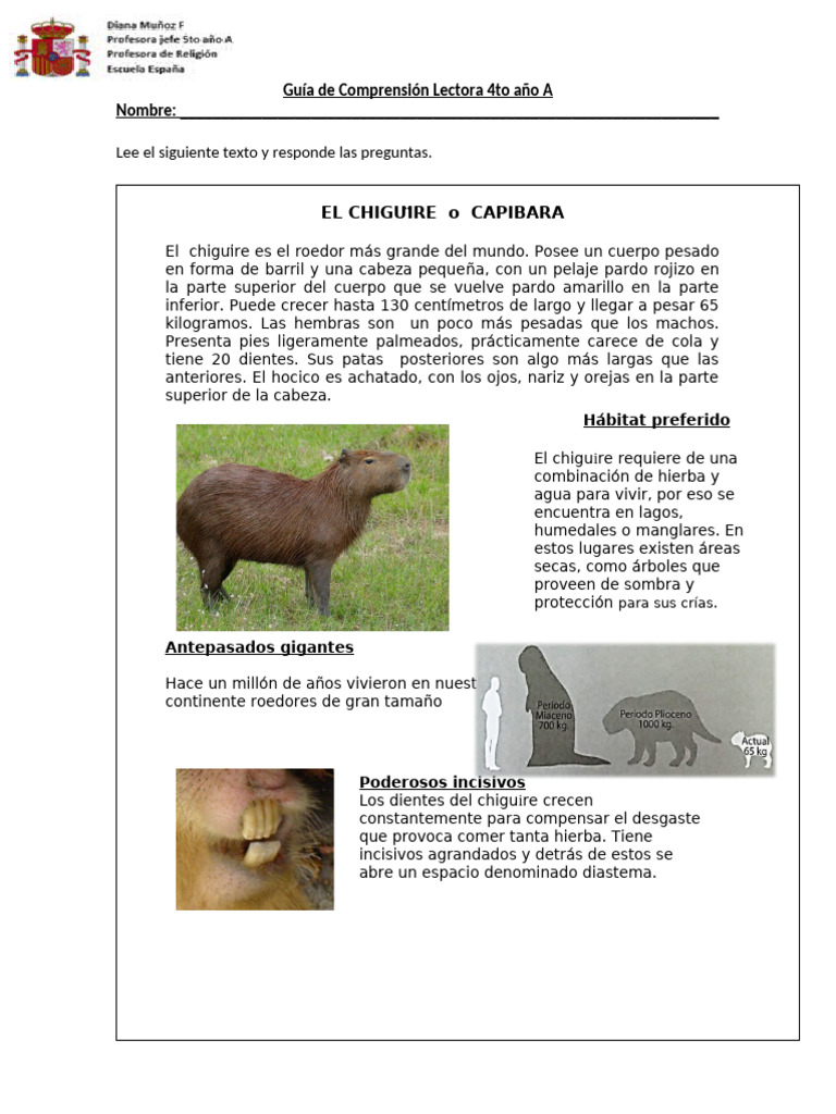 EL CHIRIGÜE O CAPIBARA. | PDF | Roedor