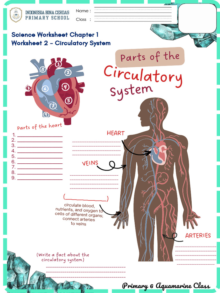 Circulatory System | PDF