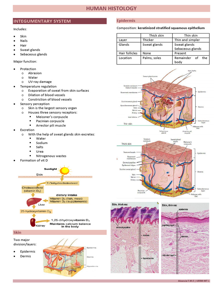 Module 4 Hhisto Integ | PDF | Skin | Epidermis