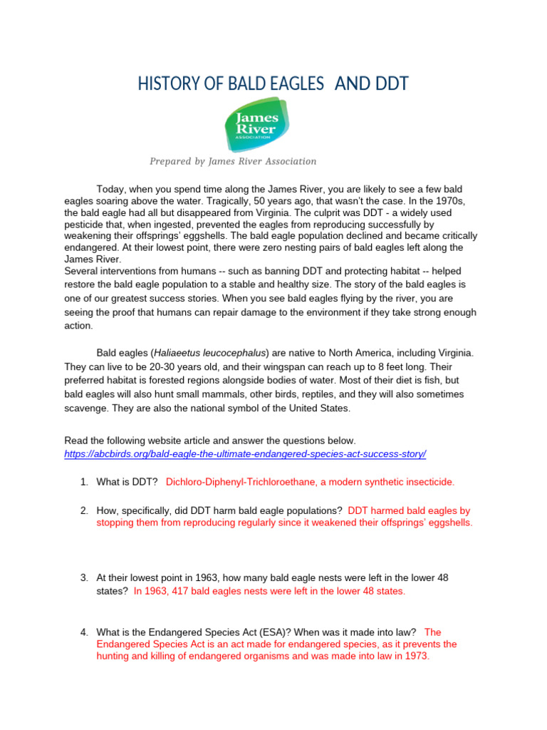 Bald Eagles' Recovery from DDT Impact | PDF | Bald Eagle | Eagle