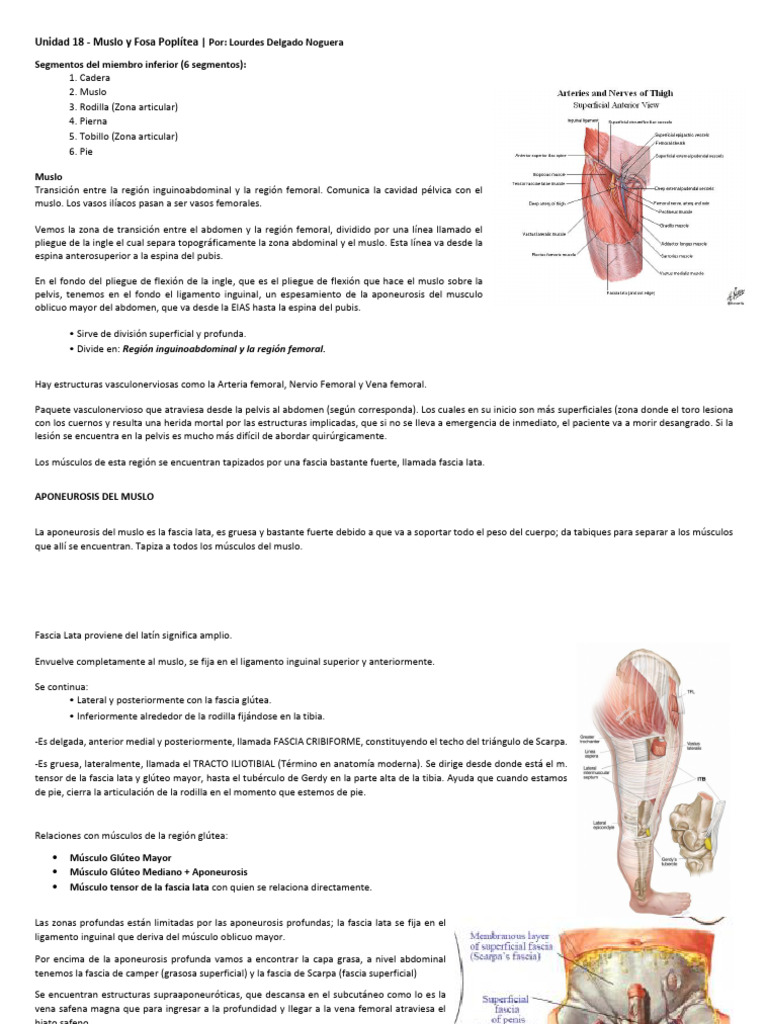 Unidad 18 - Muslo y Fosa Poplítea | PDF | Tejido suave | Anatomía humana