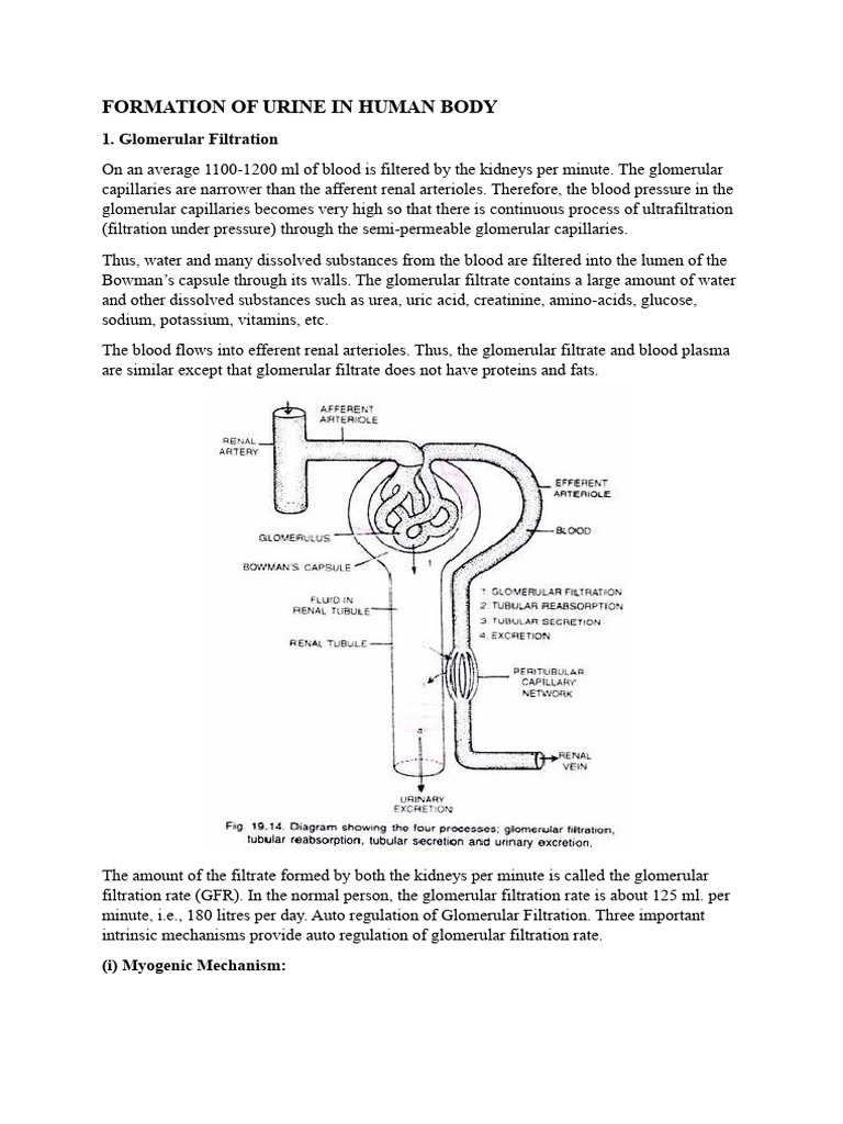 Formation of Urine in Human Body | PDF | Kidney | Urinary System