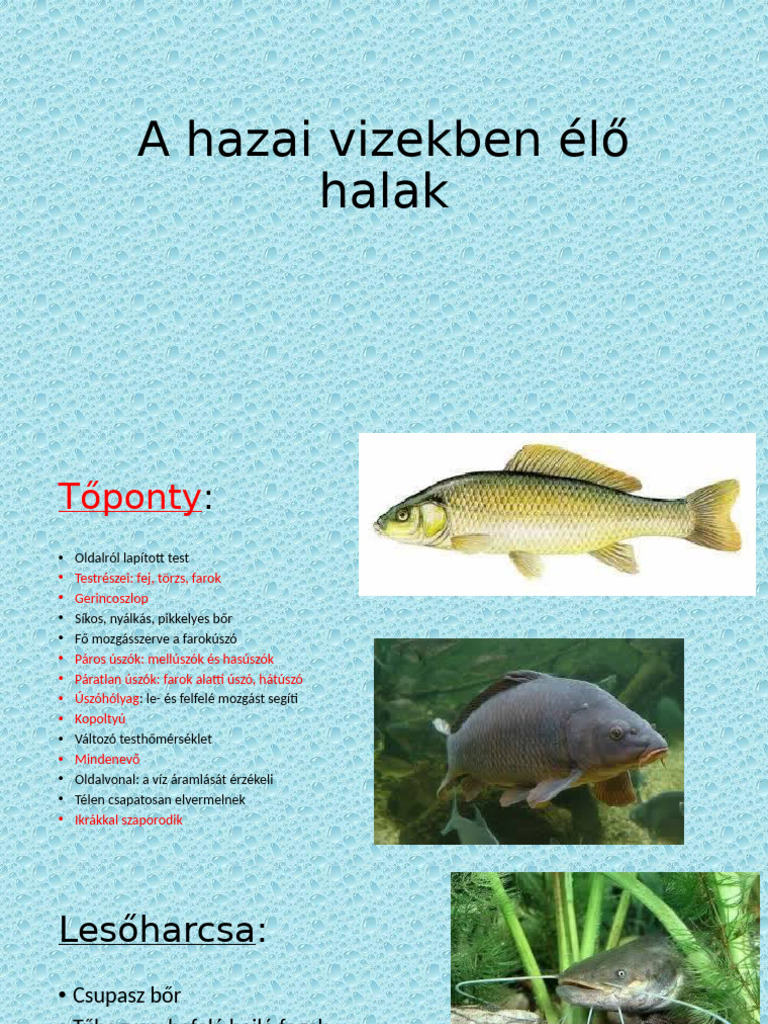 6.-A-hazai-vizekben-élő-halak (3) | PDF