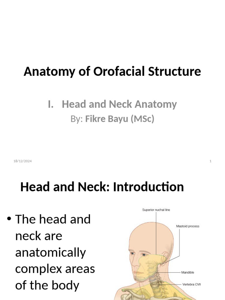 Anatomy of Orofacial Structure-Fikre | PDF | Skull | Human Nose