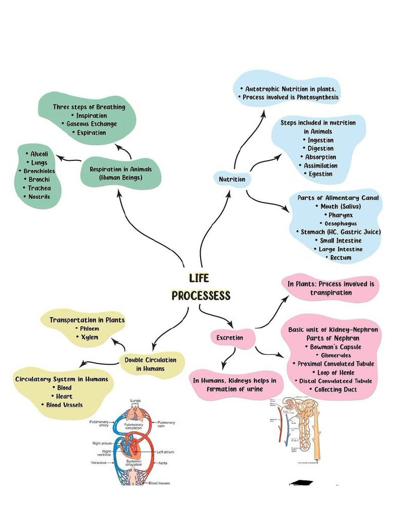 Biology Mind Map ? | PDF
