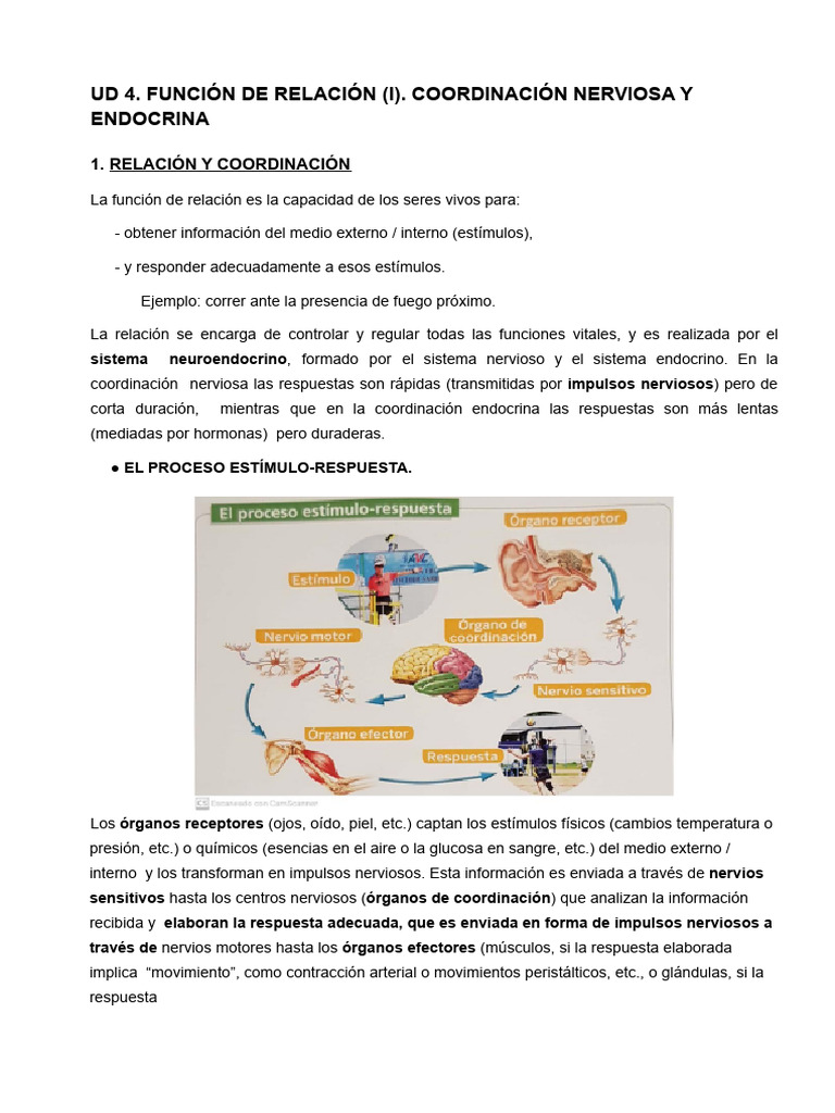Ud 4. La Función de Relación (I) | PDF | Sistema nervioso | Cerebro