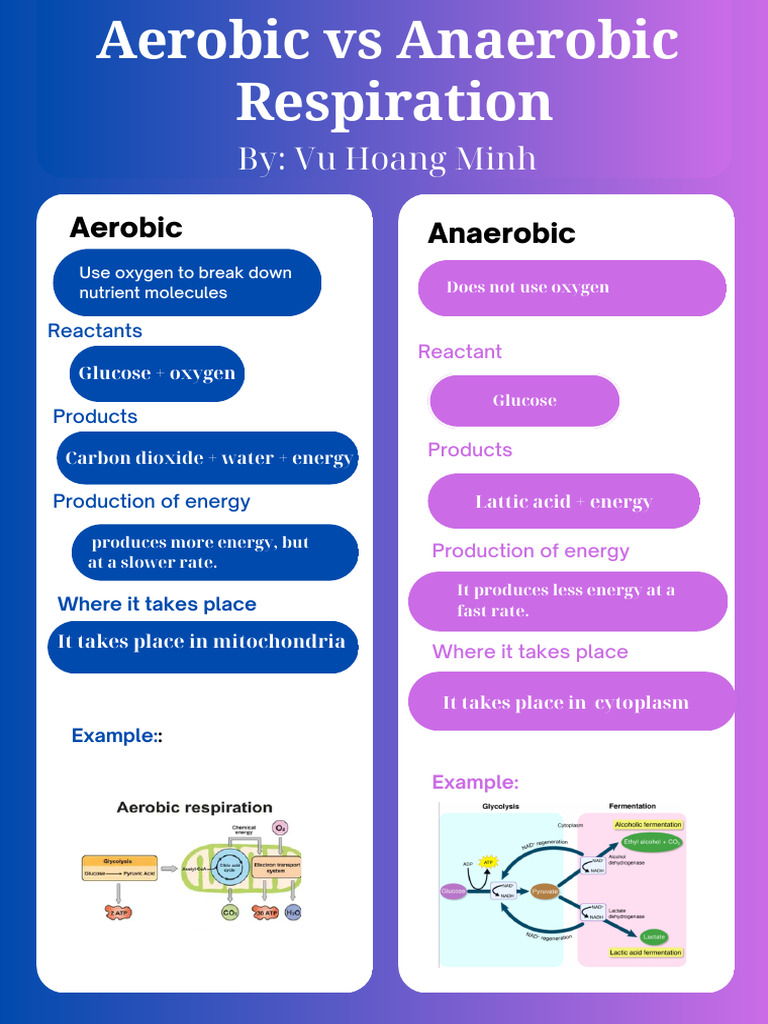 Aerobic and Anaerobic Respiration | PDF