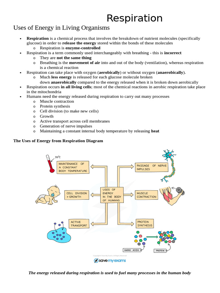 Uses of Energy in Living Organisms | PDF | Cellular Respiration ...