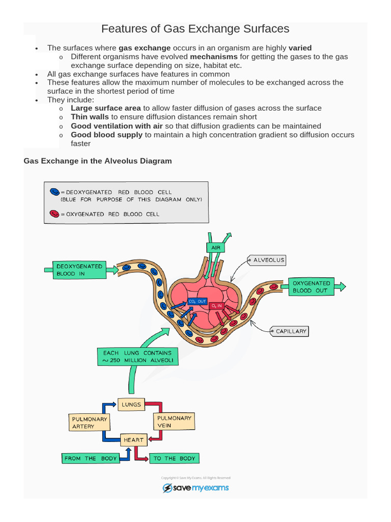 Features of Gas Exchange Surfaces | PDF | Breathing | Respiratory System