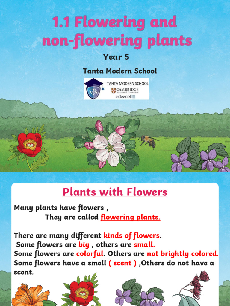 1.1 Life Cycles of Flowering Plants 2024 | PDF | Flowers | Seed