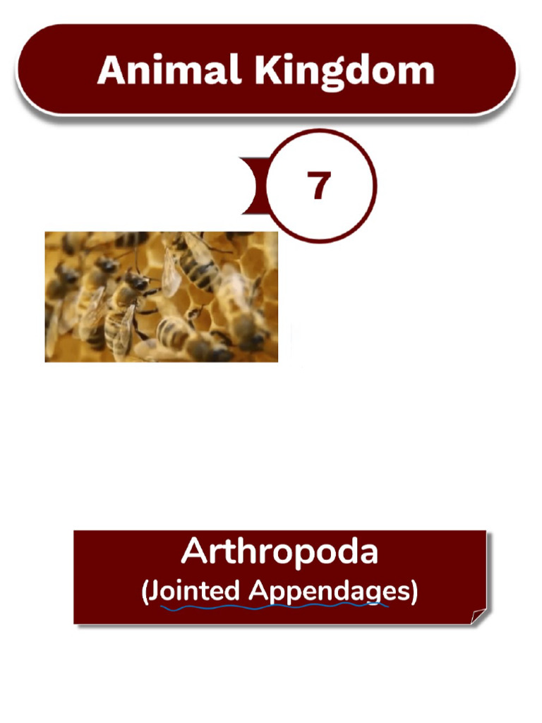 Phylum Arthropoda | PDF