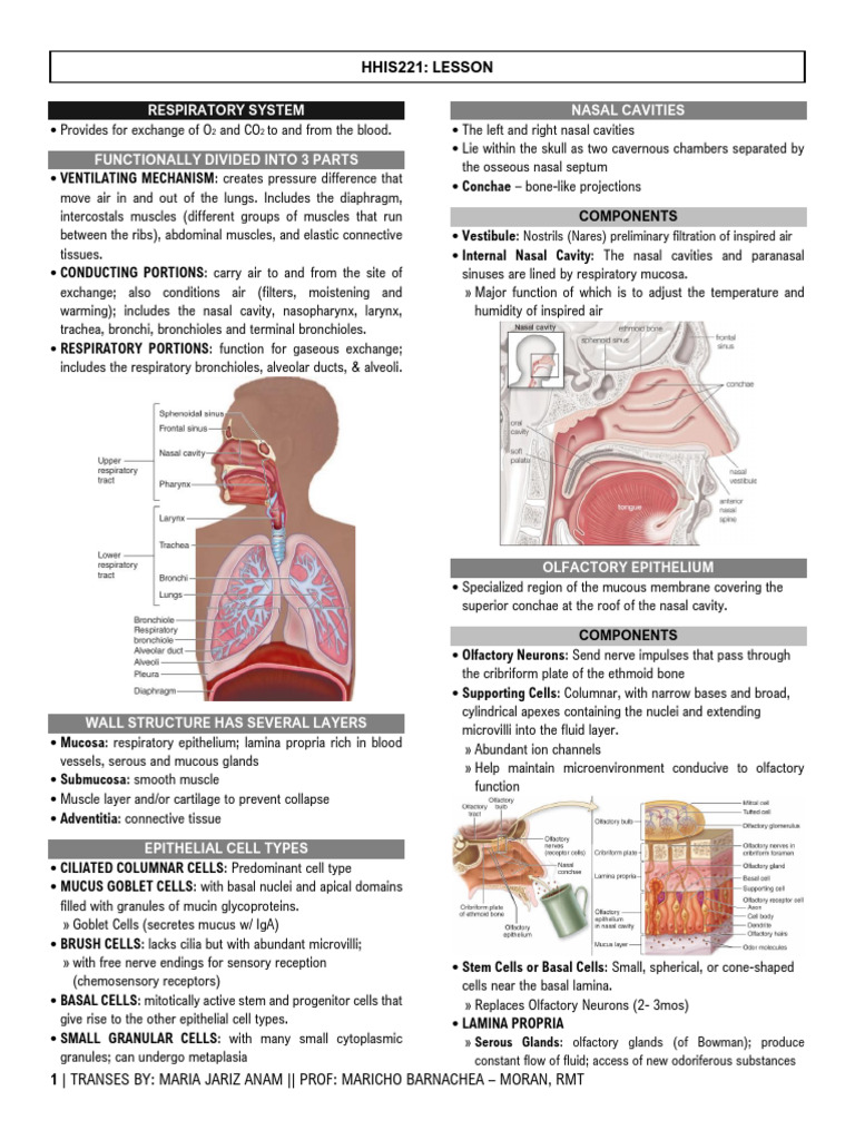 Respiratory System Structure & Function | PDF | Respiratory Tract | Epithelium