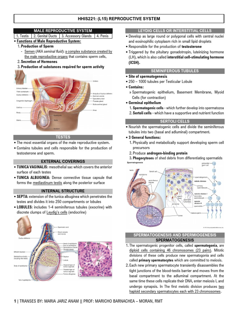 Hhis221 - (L15) Reproductive System | PDF | Ovary | Testicle