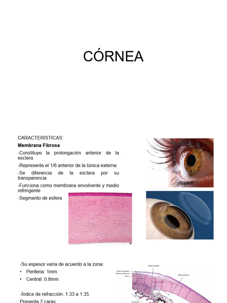 CÓRNEA 3 | PDF