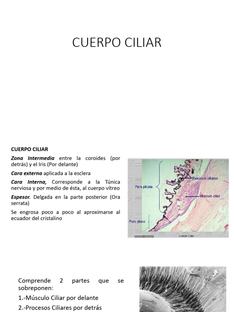 Anatomía del Cuerpo Ciliar del Ojo | PDF | Anatomía | Ojo humano