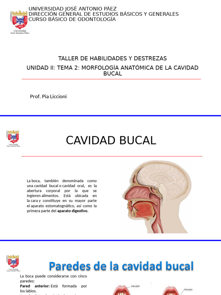 Morfología de la Cavidad Bucal | PDF | Boca | Anatomia dental