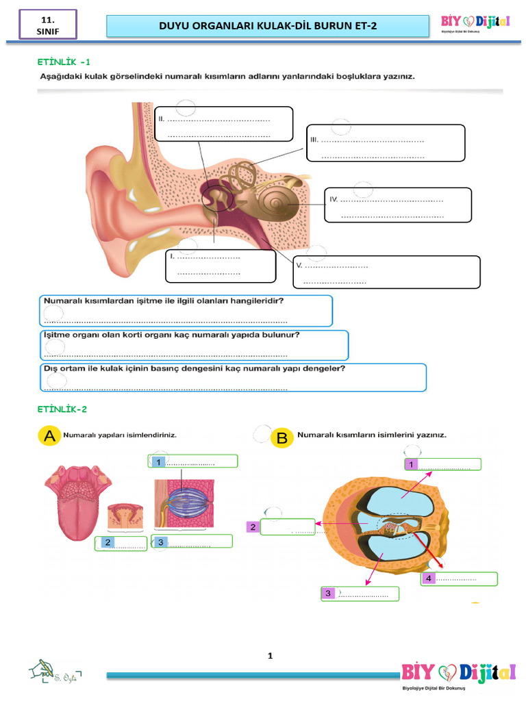 11 Duyu Organlari Et-2 | PDF