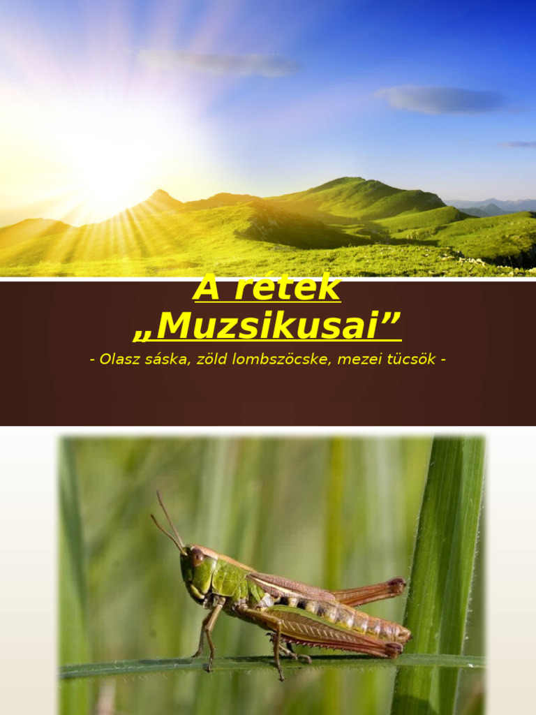 A Rétek Muzsikusai | PDF