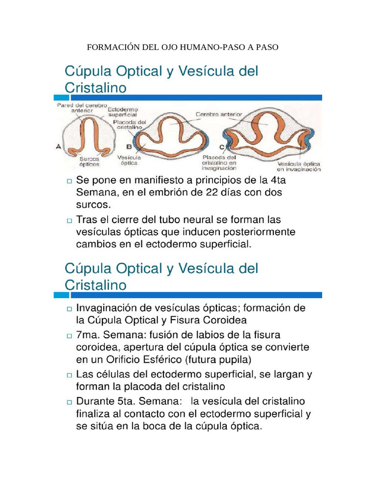 Formación Del Ojo Humano | PDF