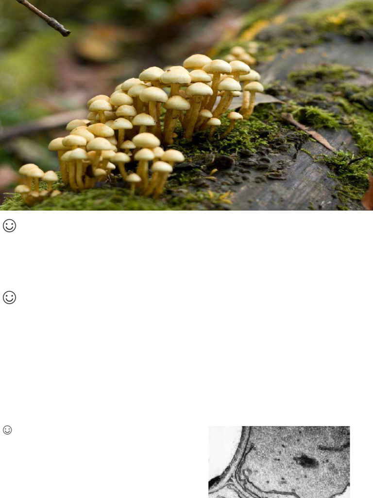 Overview of Fungal Types and Pathogenesis | PDF | Fungus | Candidiasis