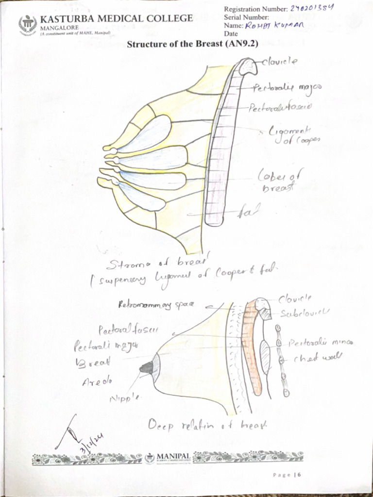 3dec upload anatomy | PDF