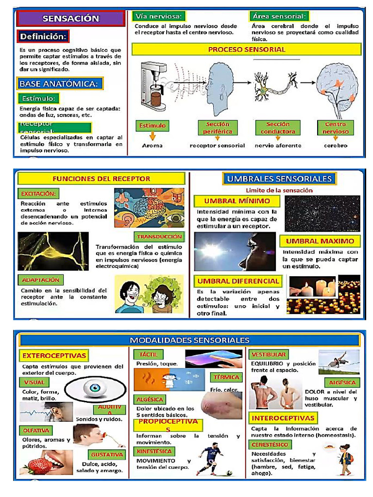 Psico (Sensación y Percepción) - Filo (Filosofía Moderna) | PDF