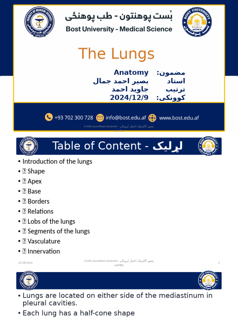 The lungs | PDF | Lung | Aorta