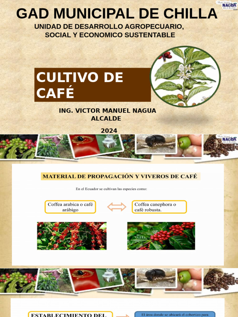 Presentación CAFE 2024 CARABOTA | PDF
