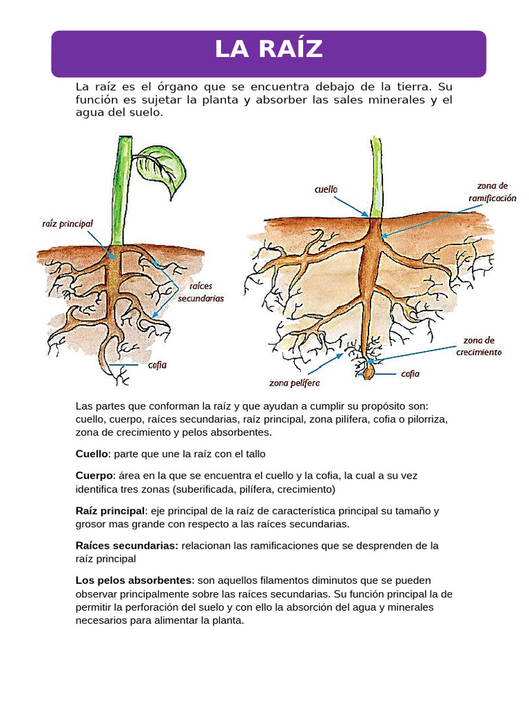 Partes de La Planta (Raiz y Hoja) | PDF
