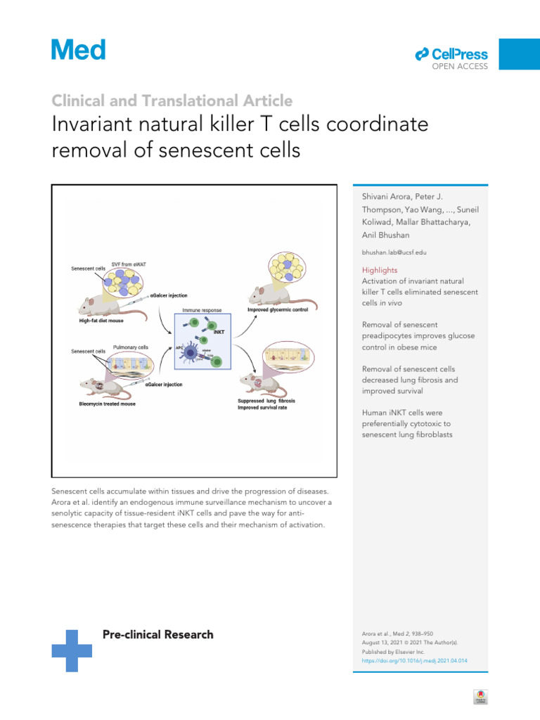 iNKT Cells Target Senescent Cell Removal | PDF | Adipose Tissue | Adipocyte