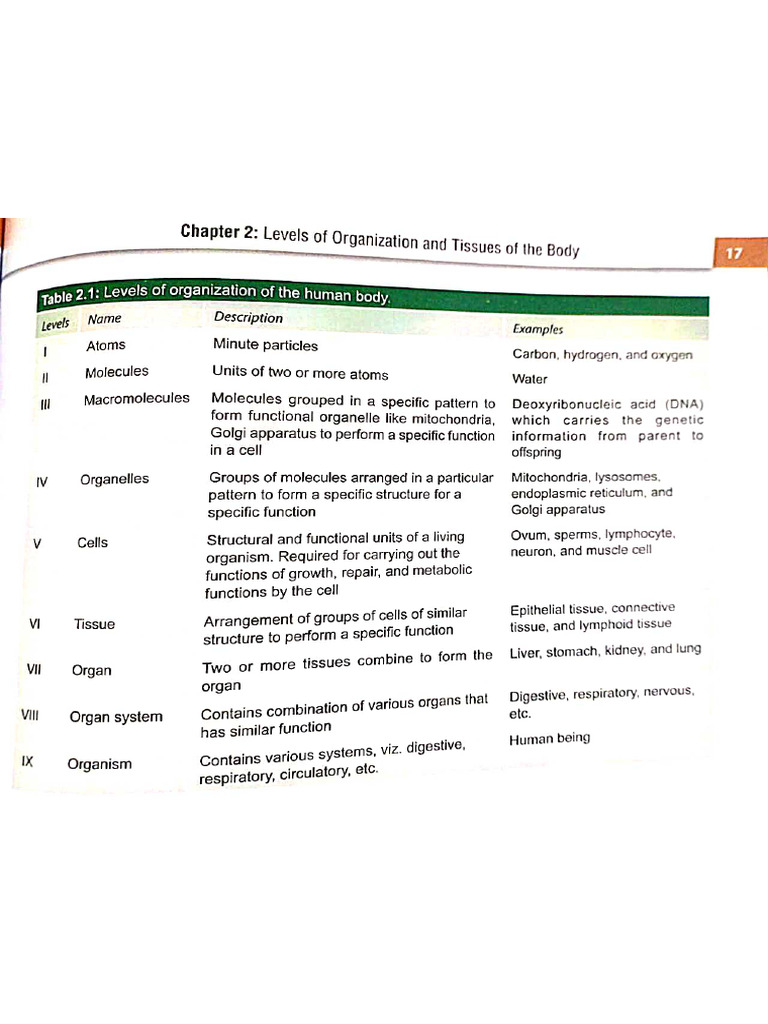 Levels of Organization of Body | PDF