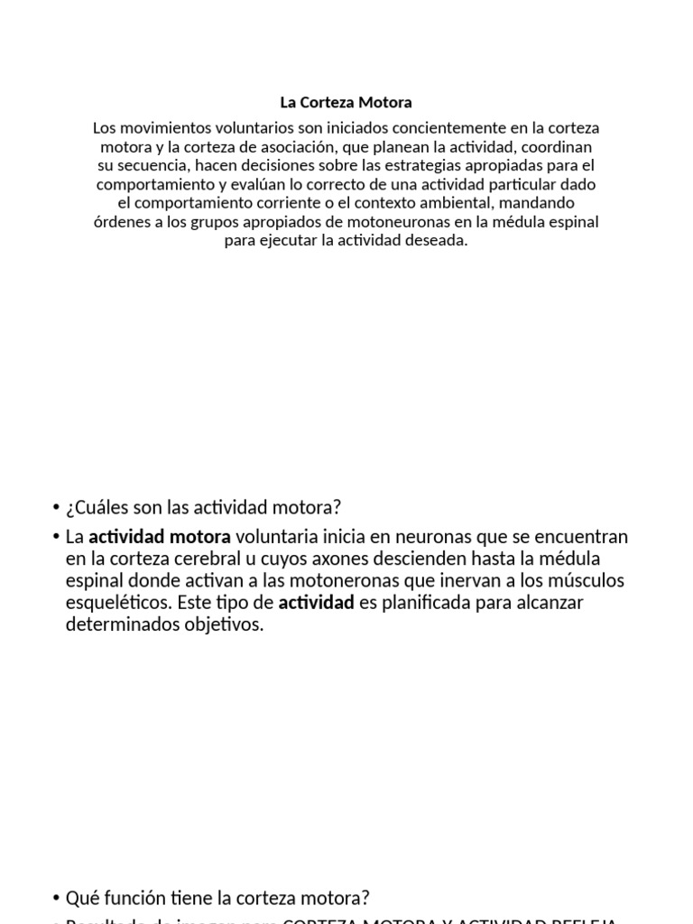 Corteza Motora | PDF | Cerebro | Neurociencia