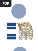 Costovertebral Angle Anatomy Overview | PDF | Vertebra | Vertebral Column
