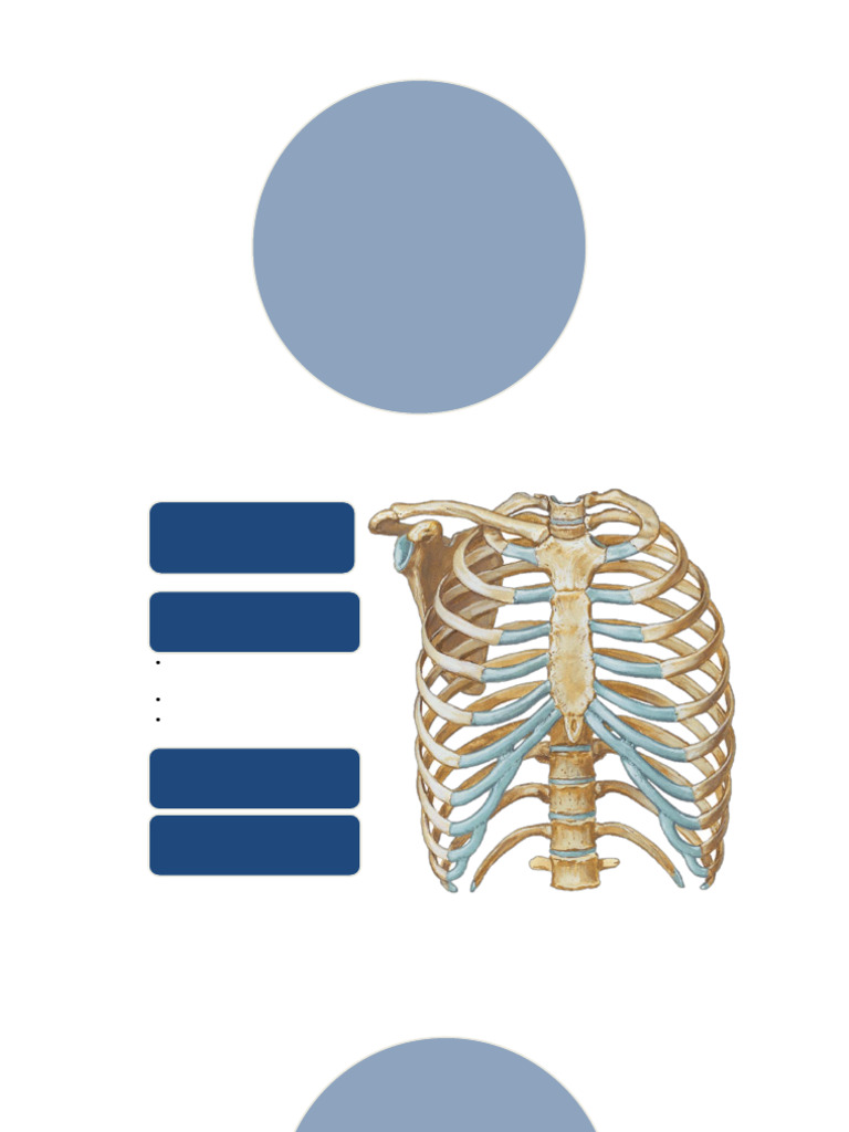 Anatomy of the Thoracic Wall and Ribs | PDF | Vertebra ...