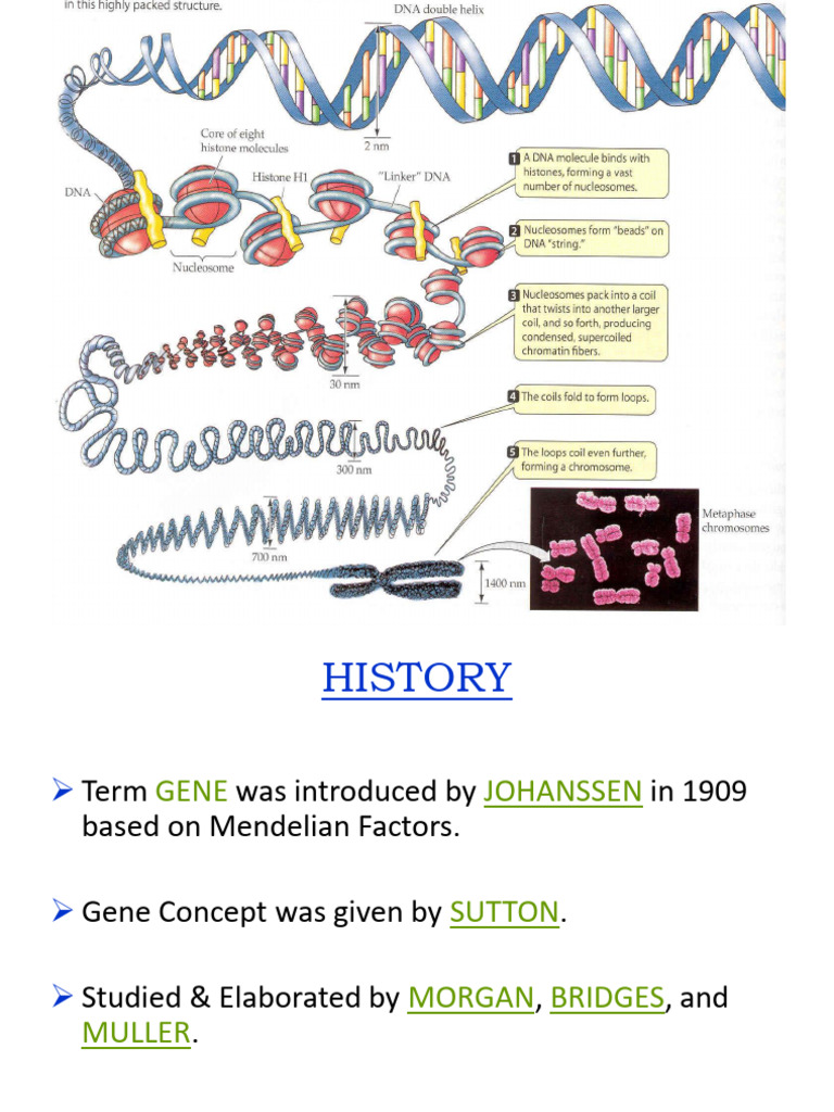 FINE-STRUCTURE-OF-gene | PDF | Promoter (Genetics) | Gene