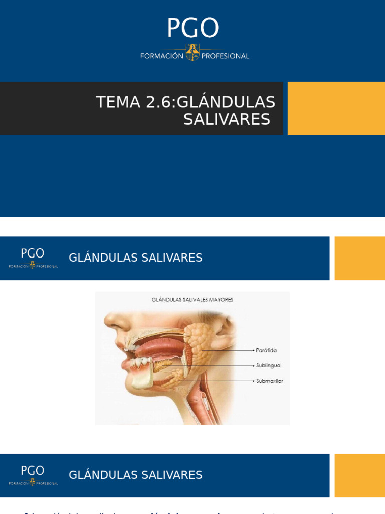 GLANDULAS SALIVARES | PDF | Saliva | Anatomía humana