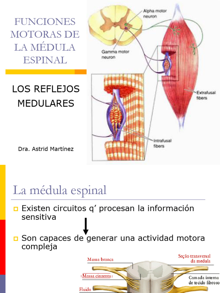 Diapositivas Médula Espinal y Reflejos Medulares | PDF | Materia gris | Médula espinal
