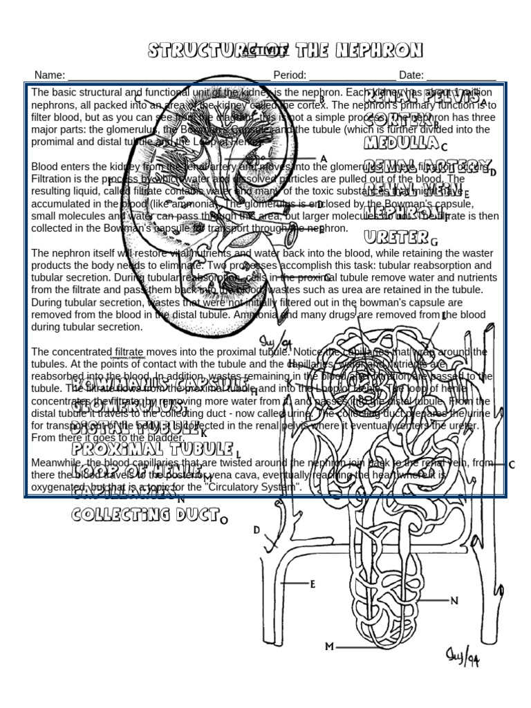 Worksheet Kidney and Nephron | PDF | Kidney | Animal Anatomy