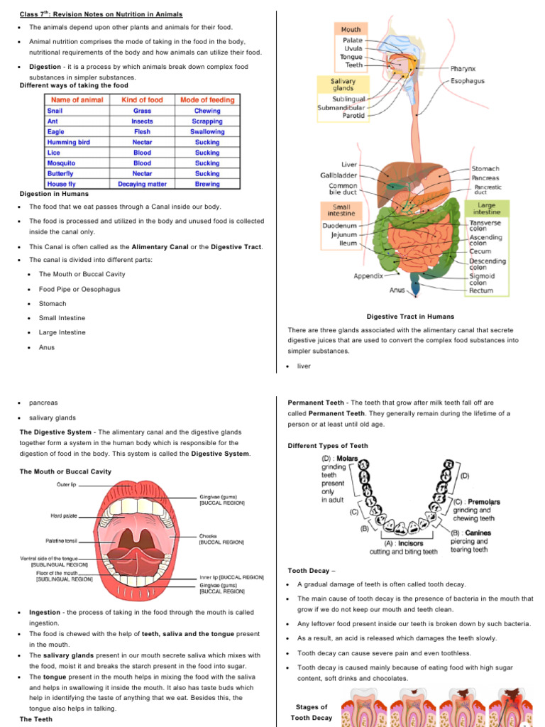 Nutrition in Animals 7th | PDF | Digestion | Small Intestine