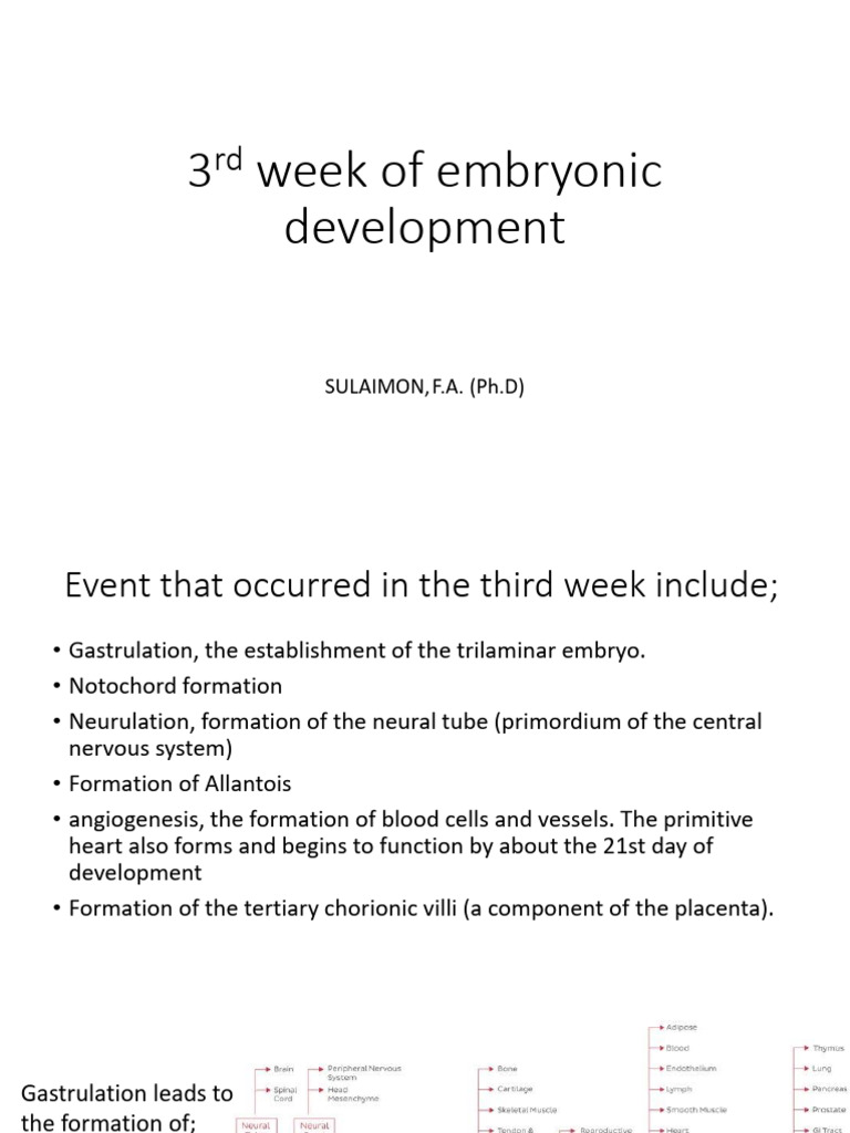 3rd Week of Embryonic Development | PDF | Nervous System | Morphology ...