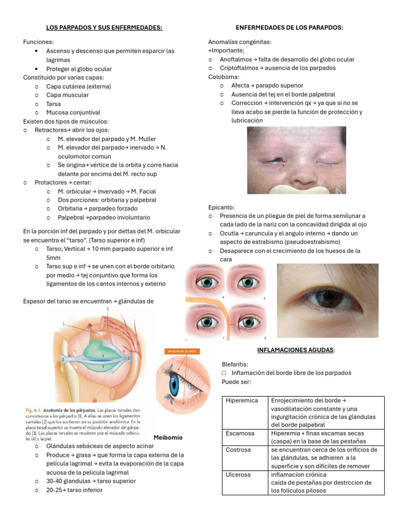 Enfermedades de los Párpados | PDF | Enfermedades y trastornos | Ojo humano