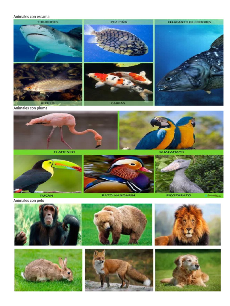 Animales Con Escama | PDF