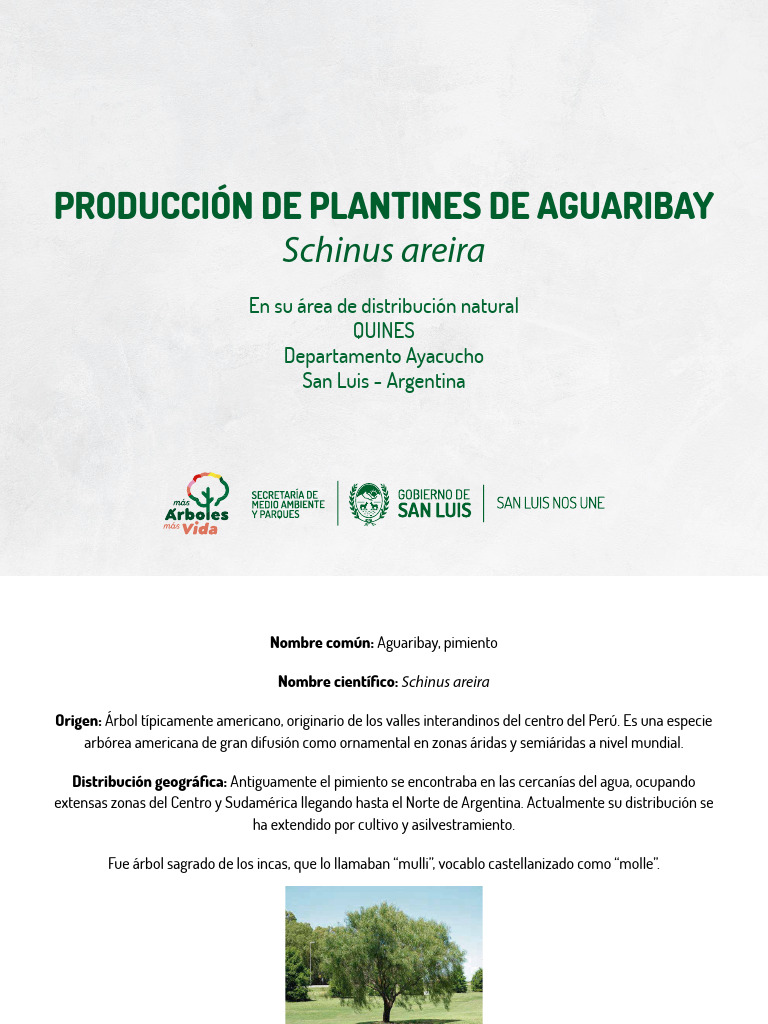 Aguaribay | PDF | Siembra | Plantas