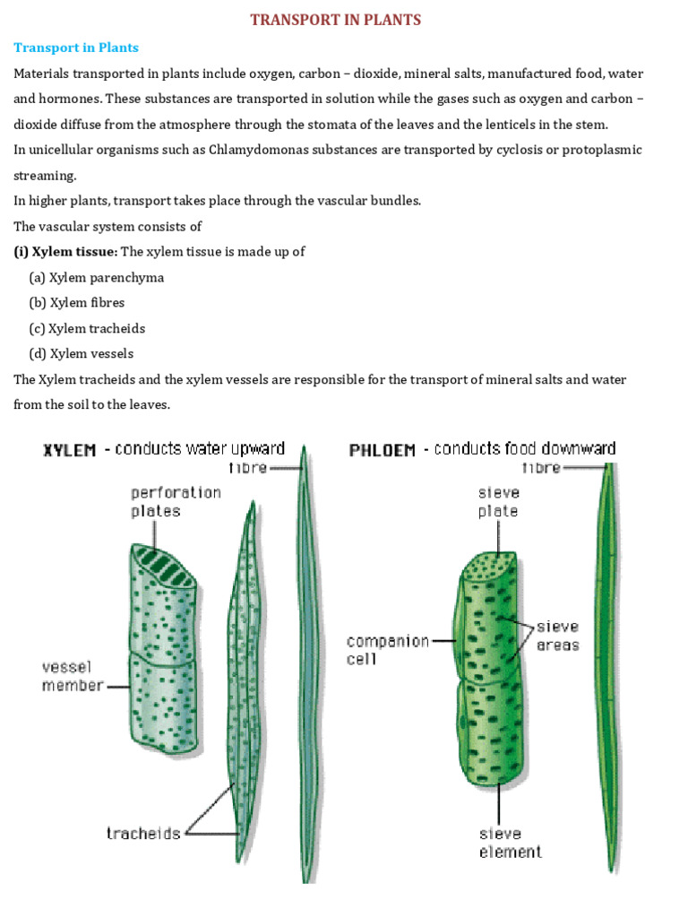 Plant Transport Mechanisms Explained | PDF | Tissue (Biology) | Leaf