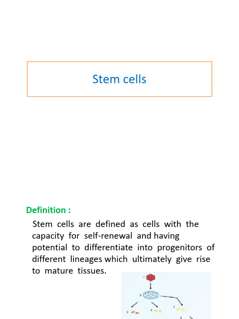 Stem Cells Notes | PDF | Stem Cell | Cell Potency