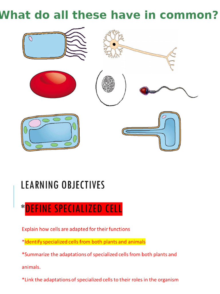 Week 5 Grade 6 Specialized Cell | PDF | Cell (Biology) | Blood