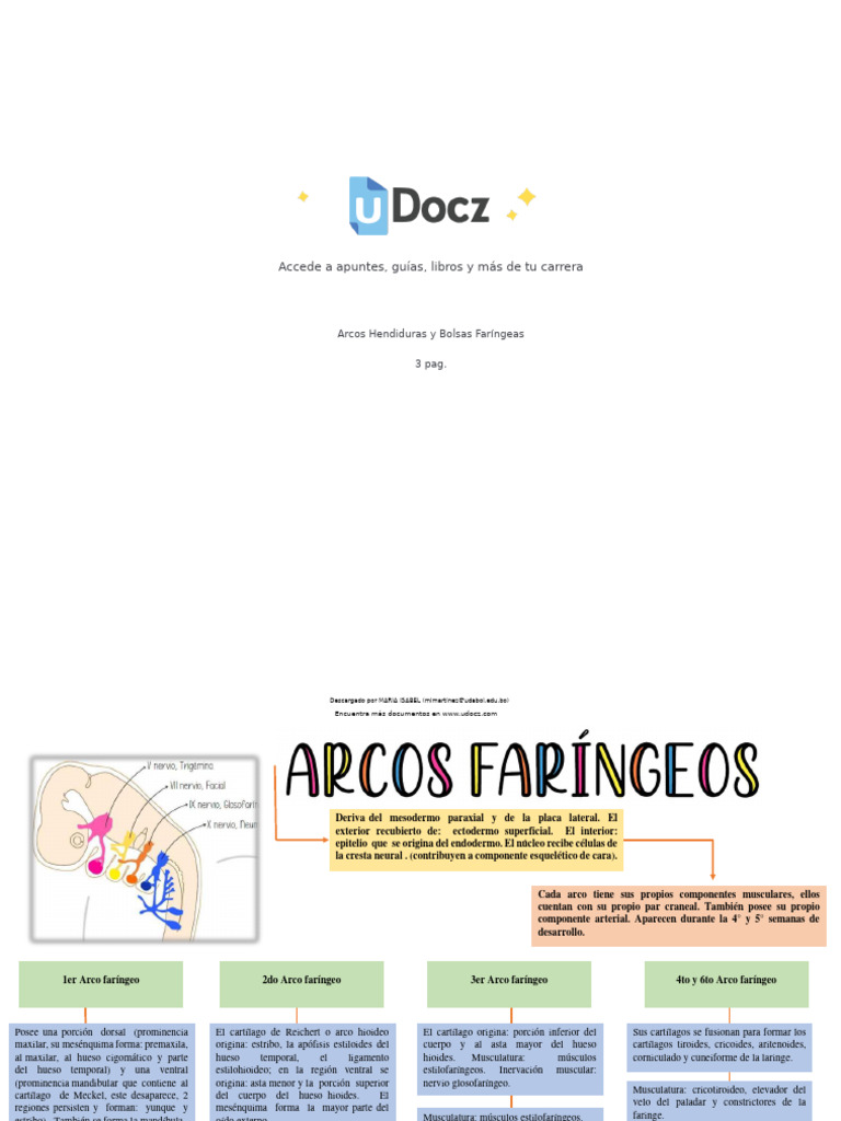 Hendiduras y bolsas faríngeas en embriología | PDF | Anatomía humana ...