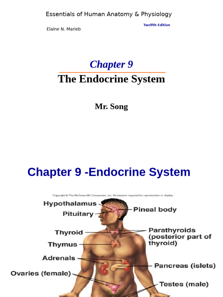 Chapter 9 - The Endocrine System | PDF | Adrenal Gland | Luteinizing Hormone
